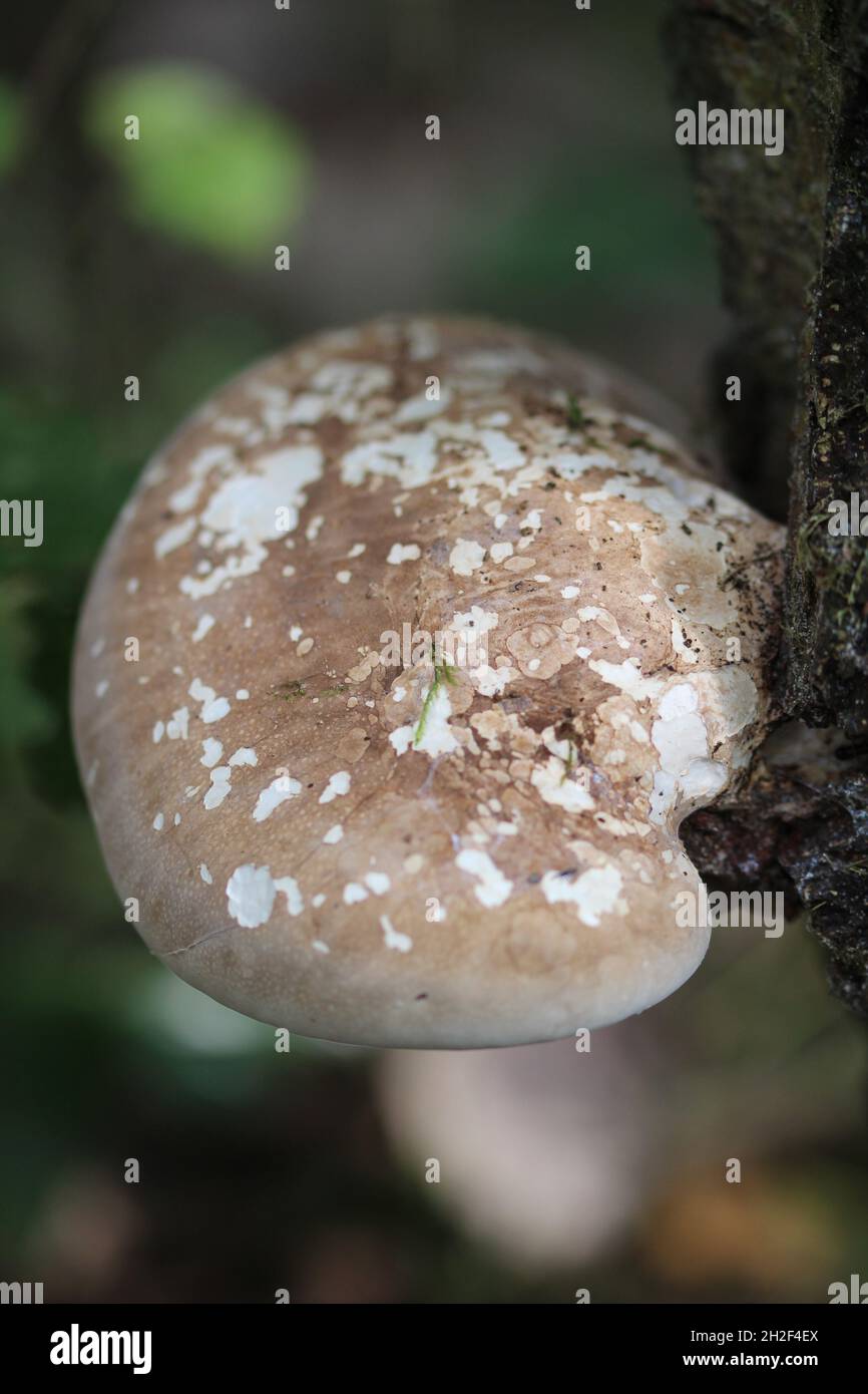 Close-up shot of a mushroom grown in a tree trunk Stock Photo - Alamy