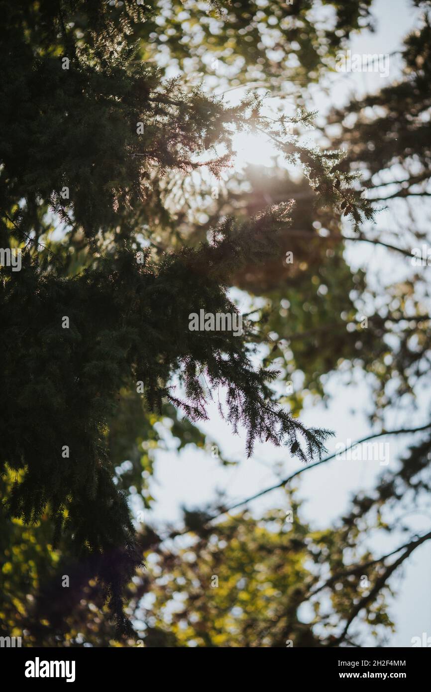 Beautiful vertical background of green fresh tree leaves under sunlight ...