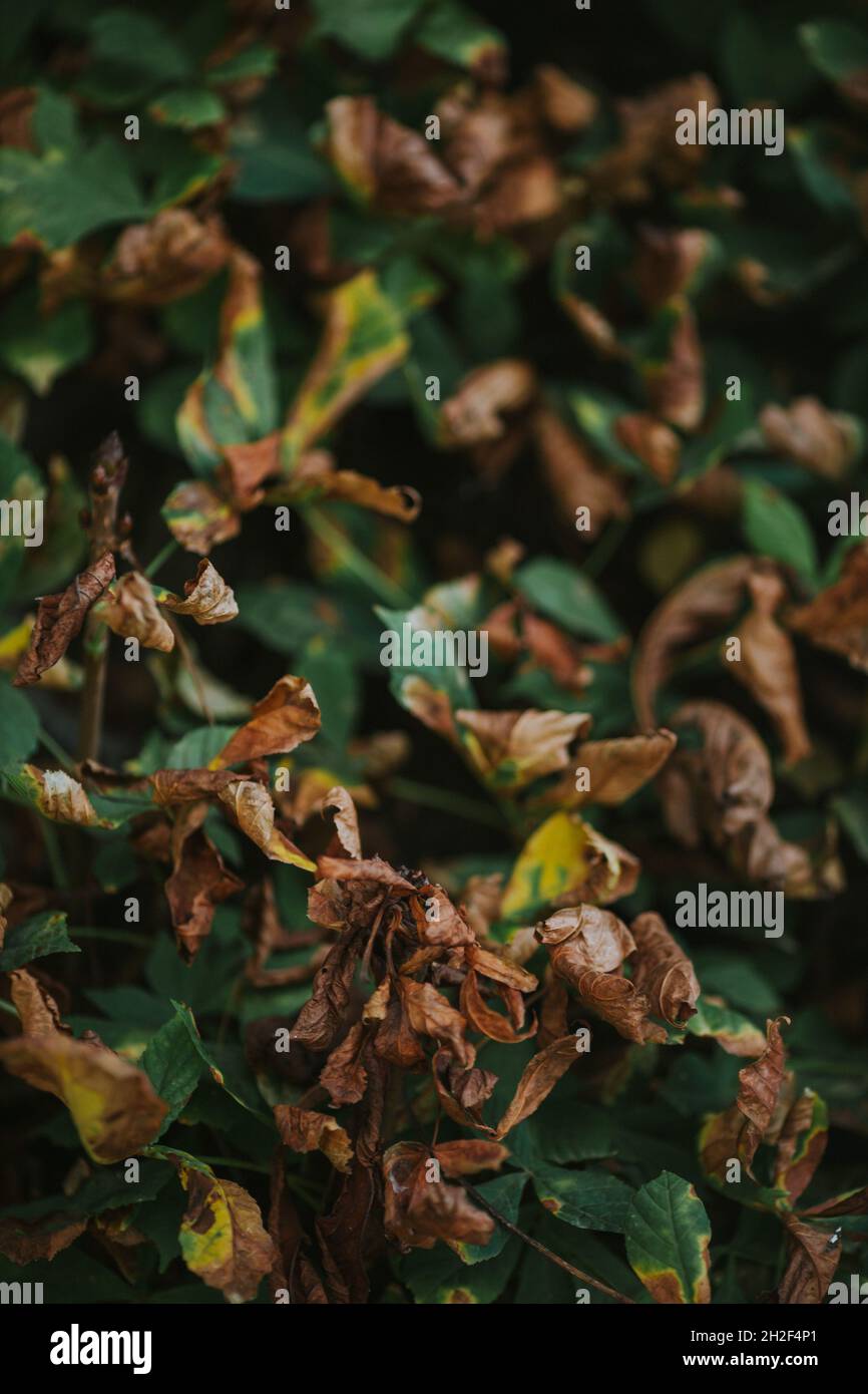 Beautiful vertical background of green and withered leaves under ...