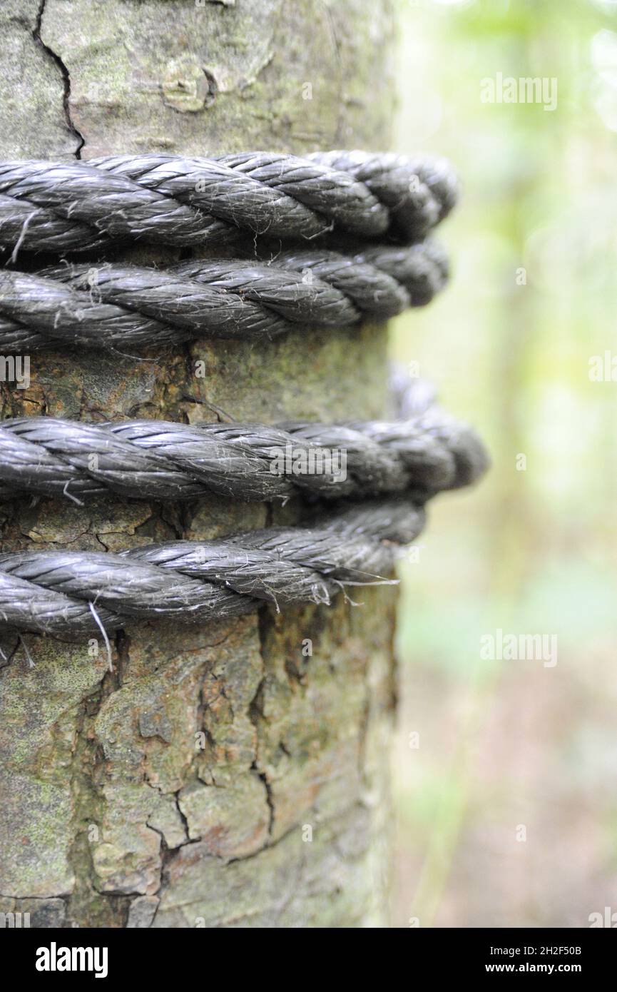 String around trunk hi-res stock photography and images - Alamy