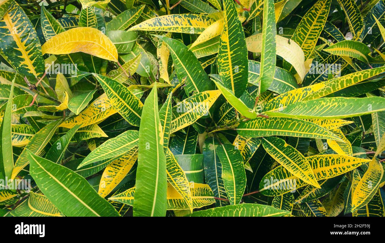 Messy background of funky leaves with many different patterns Stock ...