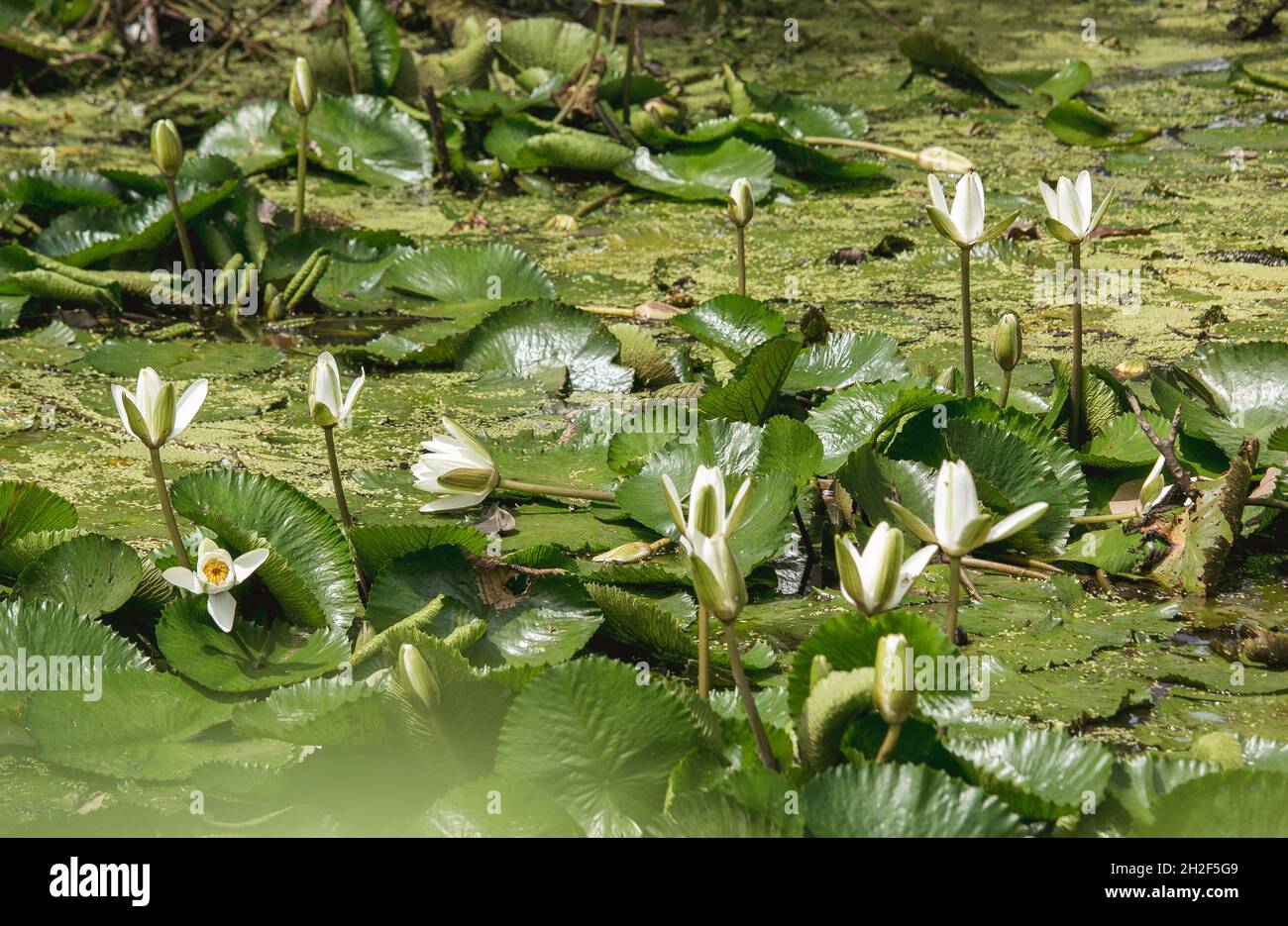 Pond flowering water lilly hi-res stock photography and images - Alamy