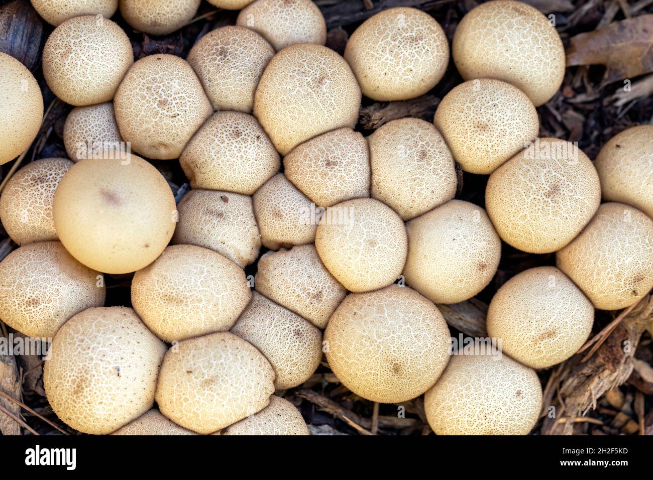 Club Fungi Puffballs