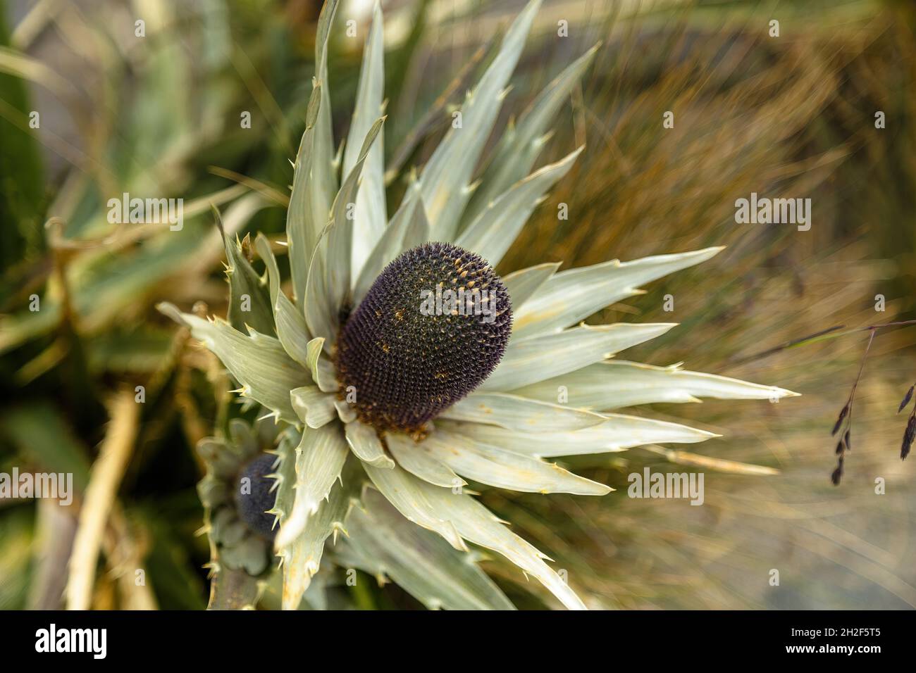 Monocephalum hi-res stock photography and images - Alamy
