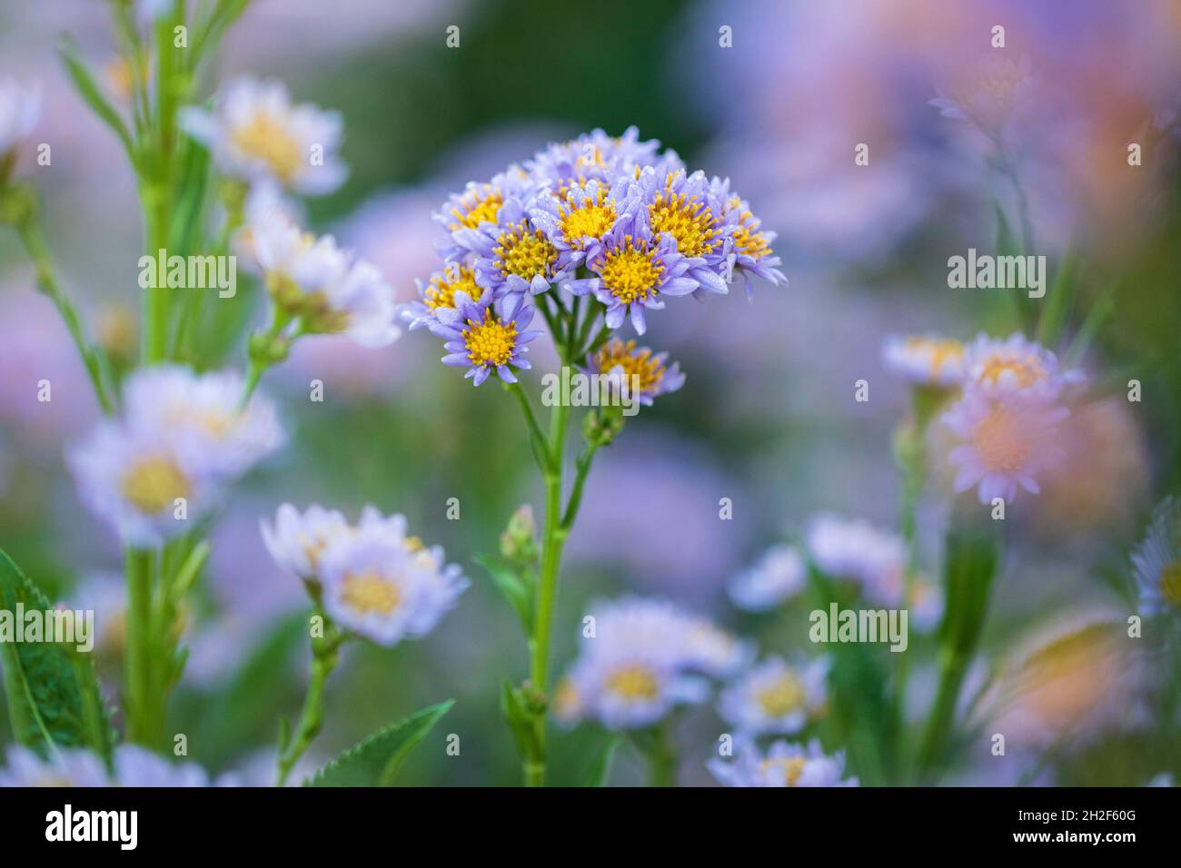 Tatarian aster (Aster tataricus) - Asheville, North Carolina, USA Stock ...