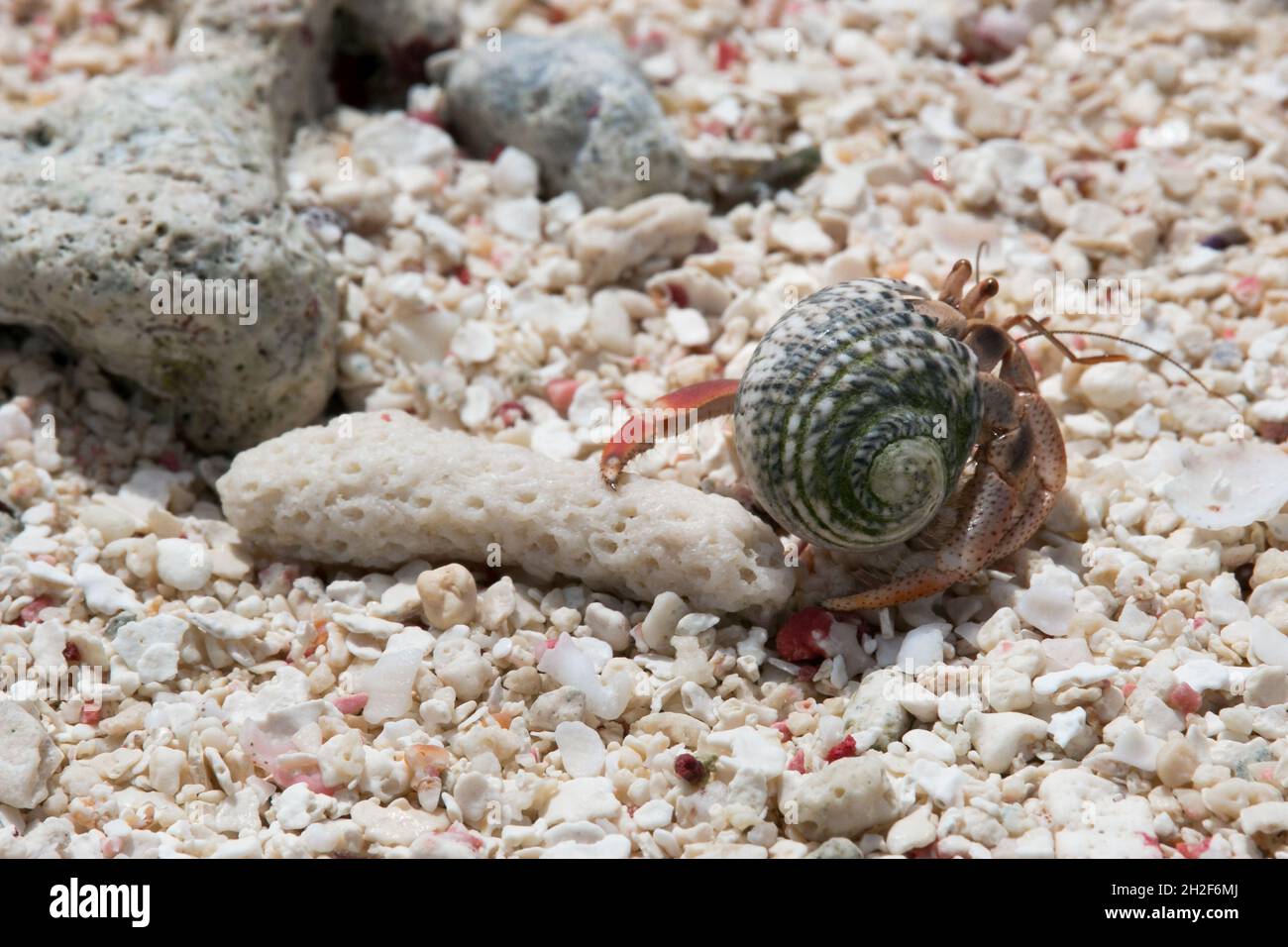 Tiny hermit crab make the sand looks huge as they scurry around the beach Stock Photo - Alamy