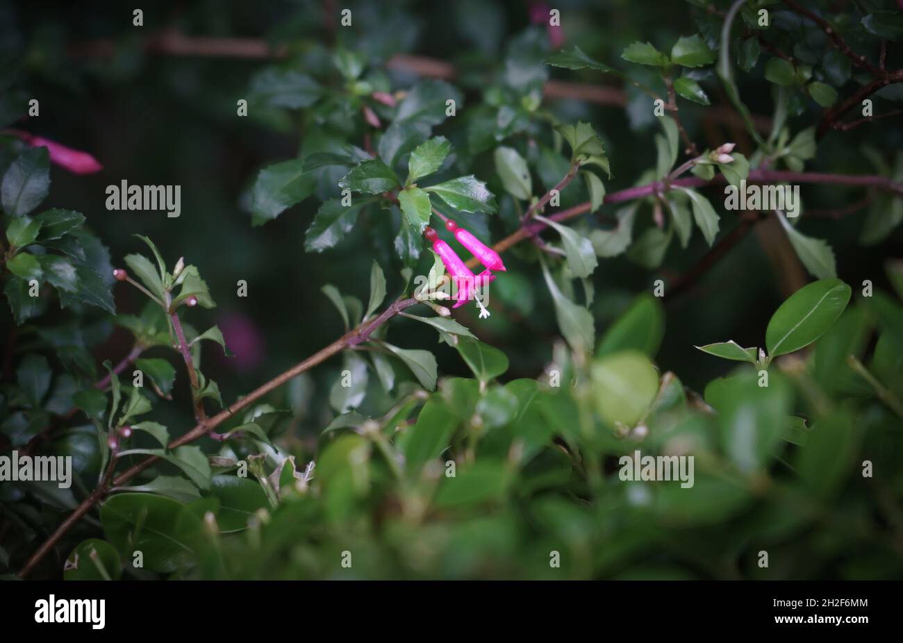 Cantua buxifolia hi-res stock photography and images - Alamy