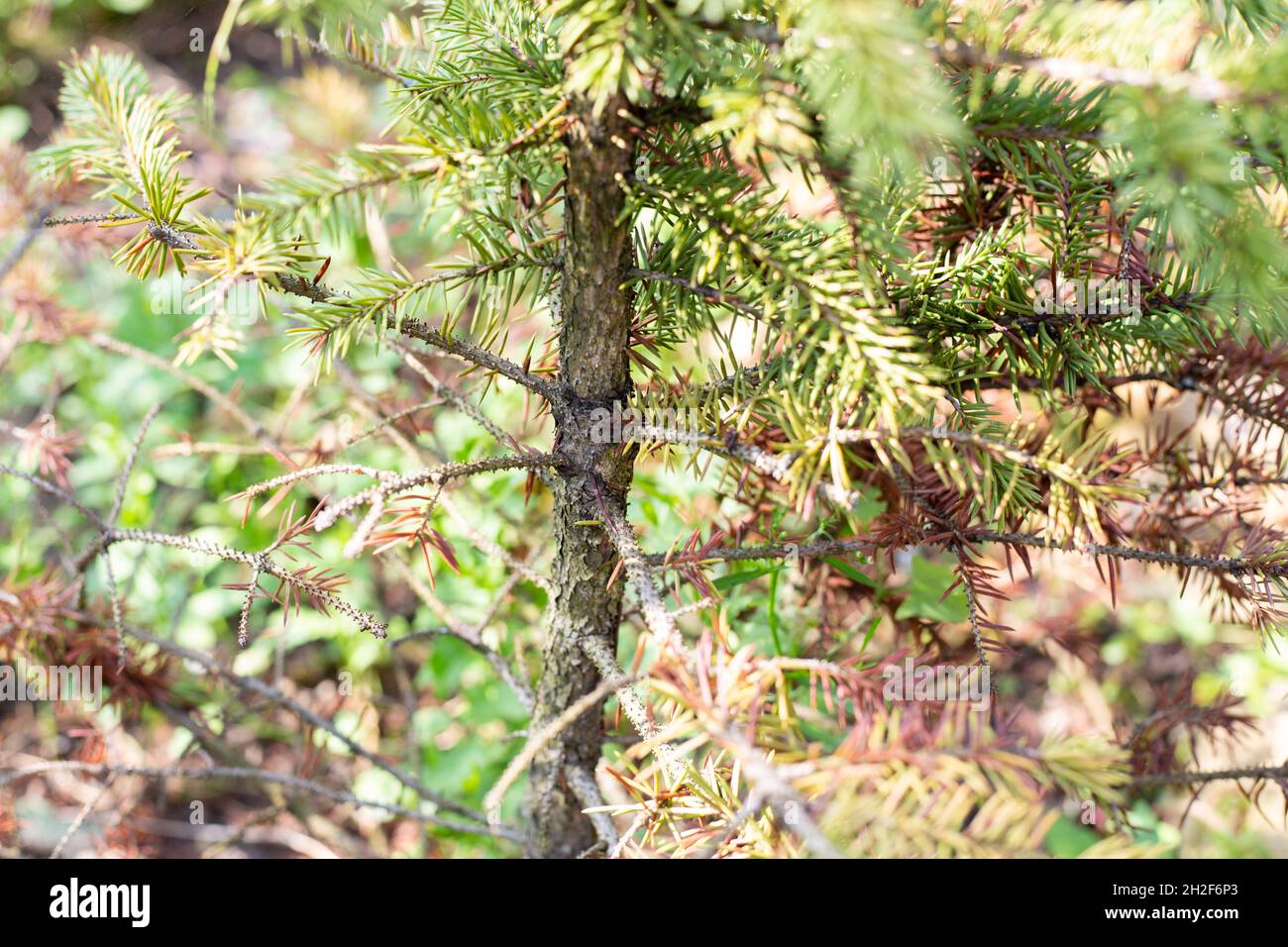 diseases of coniferous trees. Fusarium on spruce branches. Garden ...