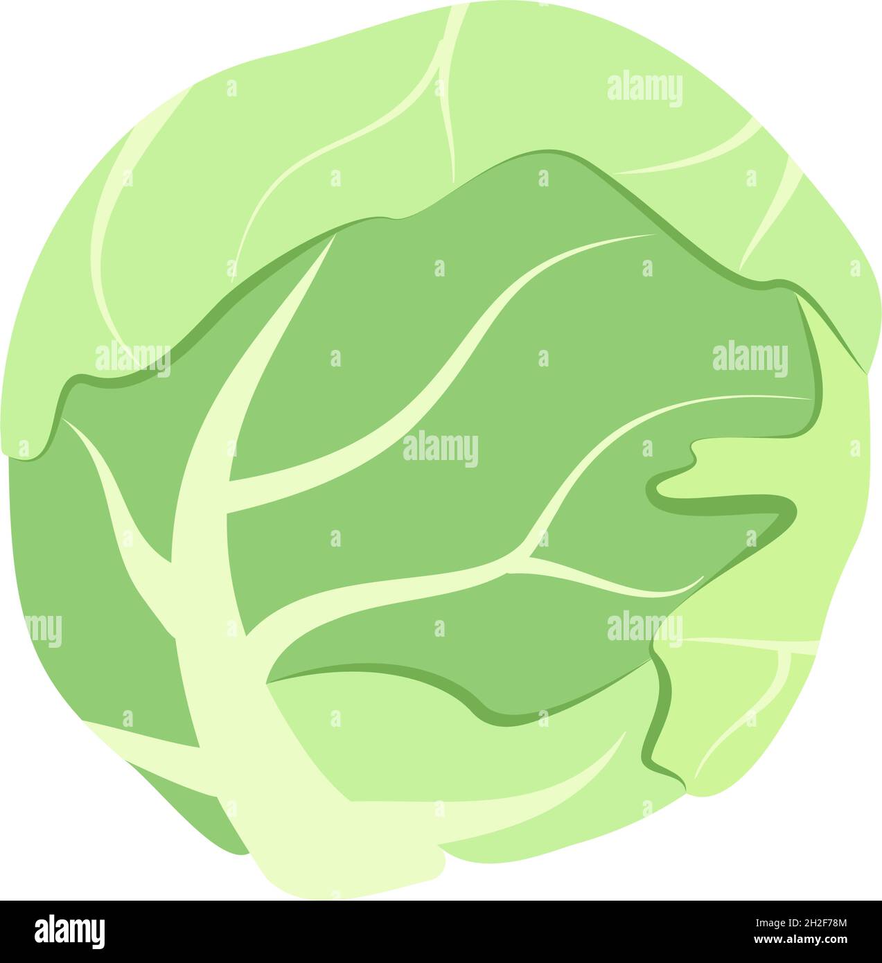 Cabbage icon. Food for a healthy diet. Natural product made from green ...