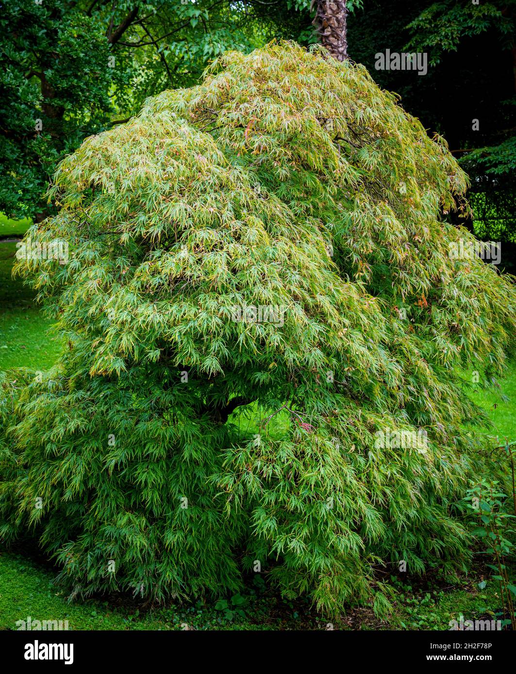 Weeping maple tree hi-res stock photography and images - Alamy