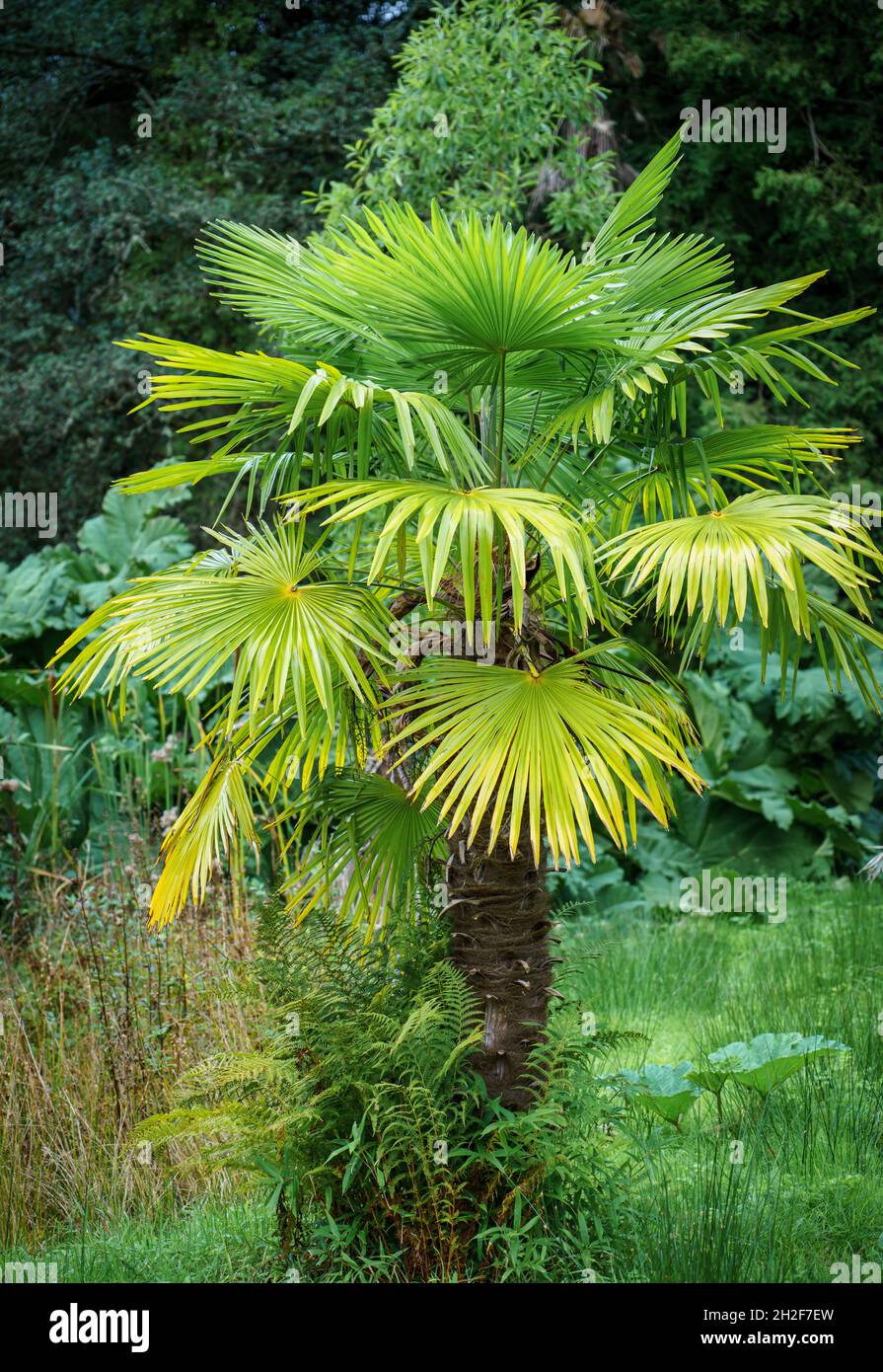 close up of a Chinese windmill palm aka windmill or Chusan palm ...