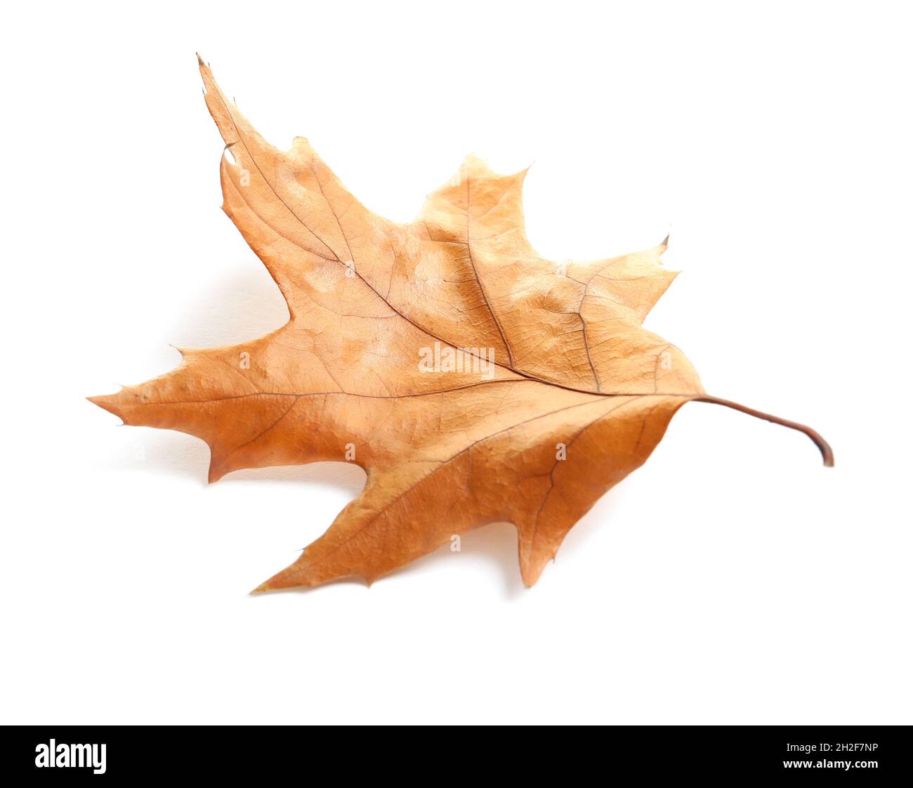 Beautiful autumn leaf on white background. Fall foliage Stock Photo - Alamy