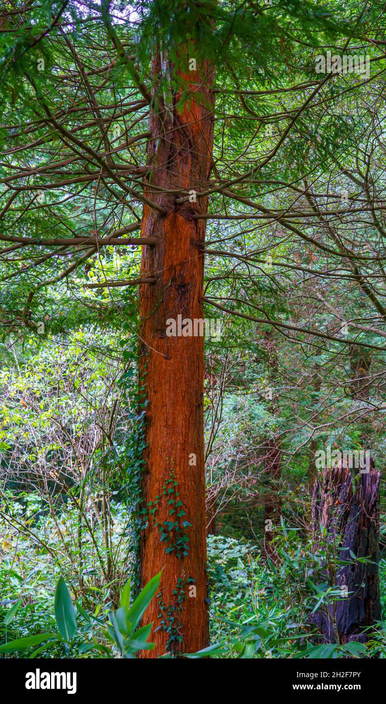 Redwood tree roots hi-res stock photography and images - Alamy