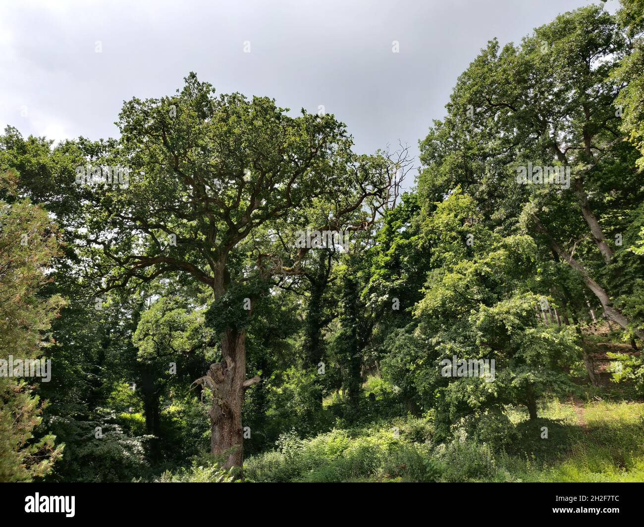 Beautiful scene of a forest with various trees on a gloomy day Stock ...