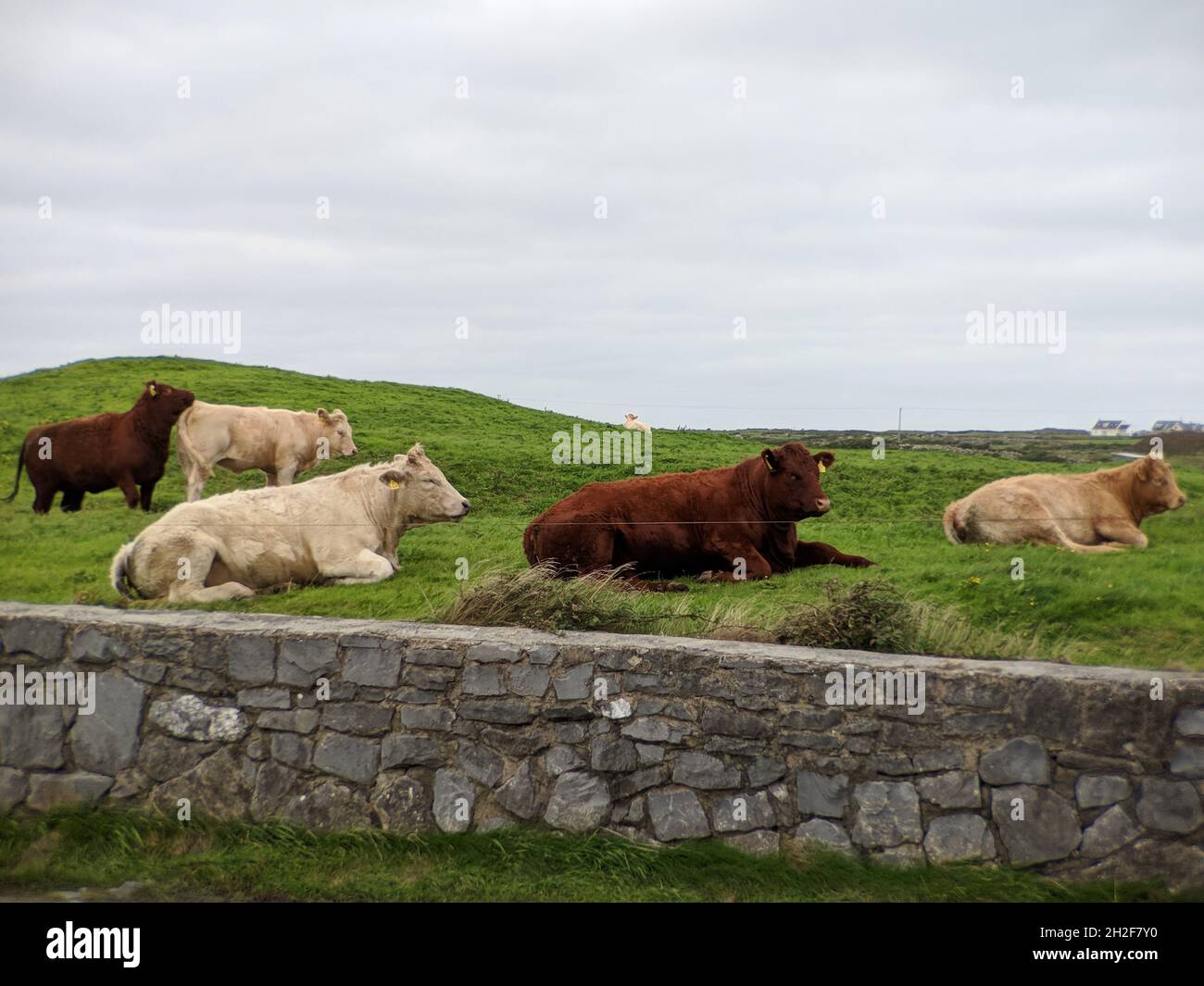 Beautiful scene of several cows sleeping on the ground in a rural area ...
