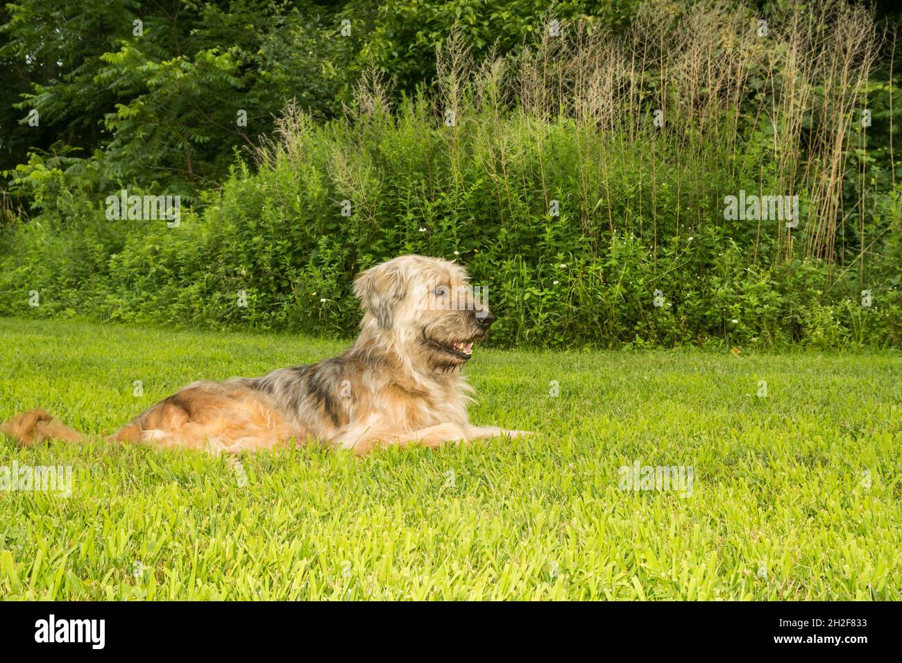Sapsali, a Korean Sheepdog enjoying a day at the park Stock Photo - Alamy