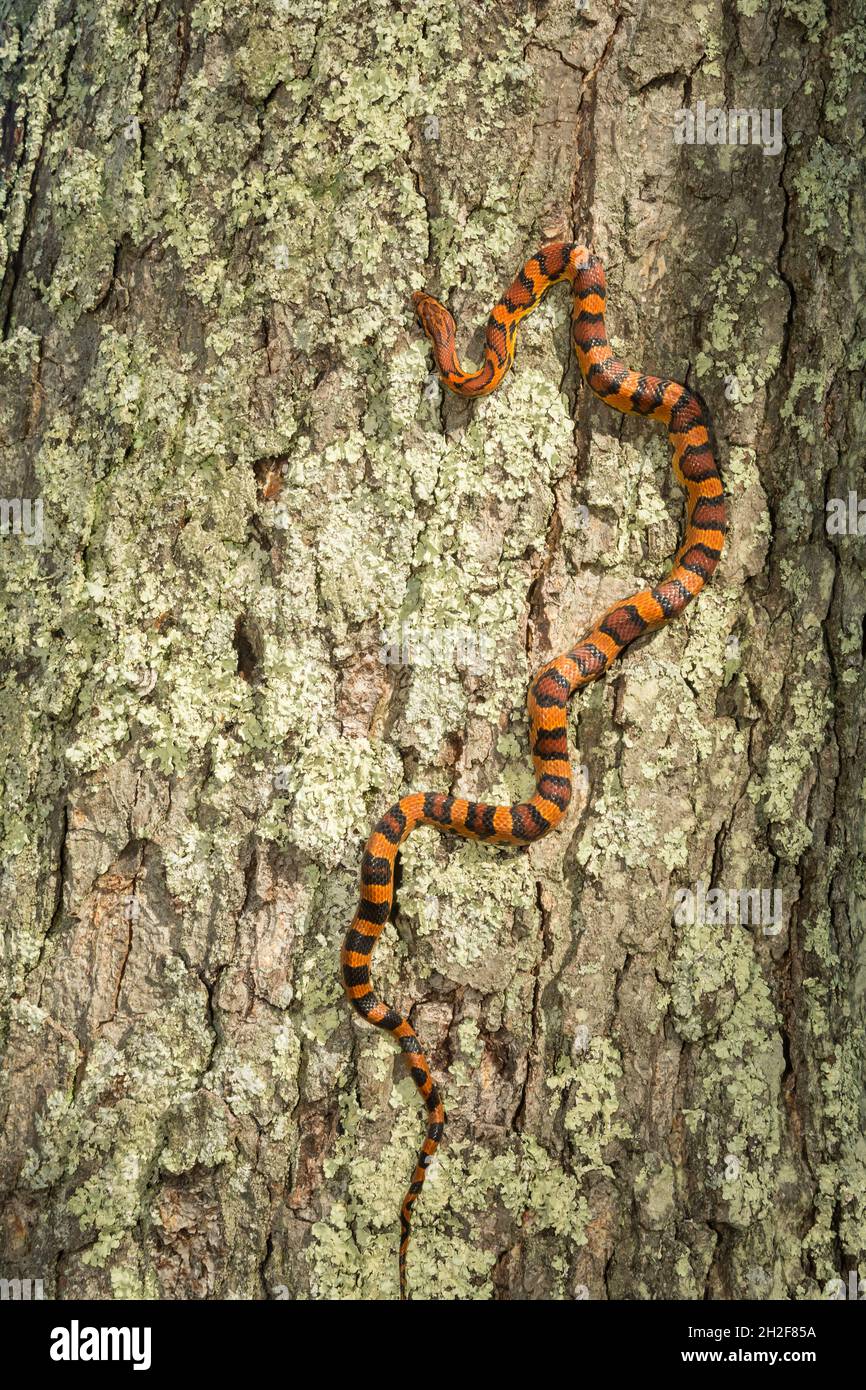 Okeetee Corn Snake- Pantherophis guttatus Stock Photo - Alamy