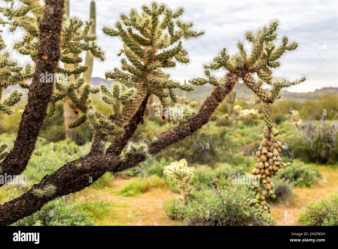 Chained fruit hi-res stock photography and images - Alamy