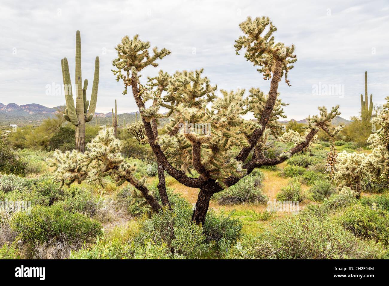 Chain fruit cholla cactus hi-res stock photography and images - Alamy