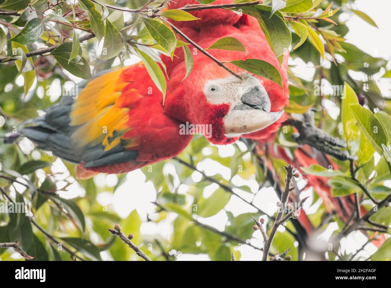 Parrot smiling hi-res stock photography and images - Alamy