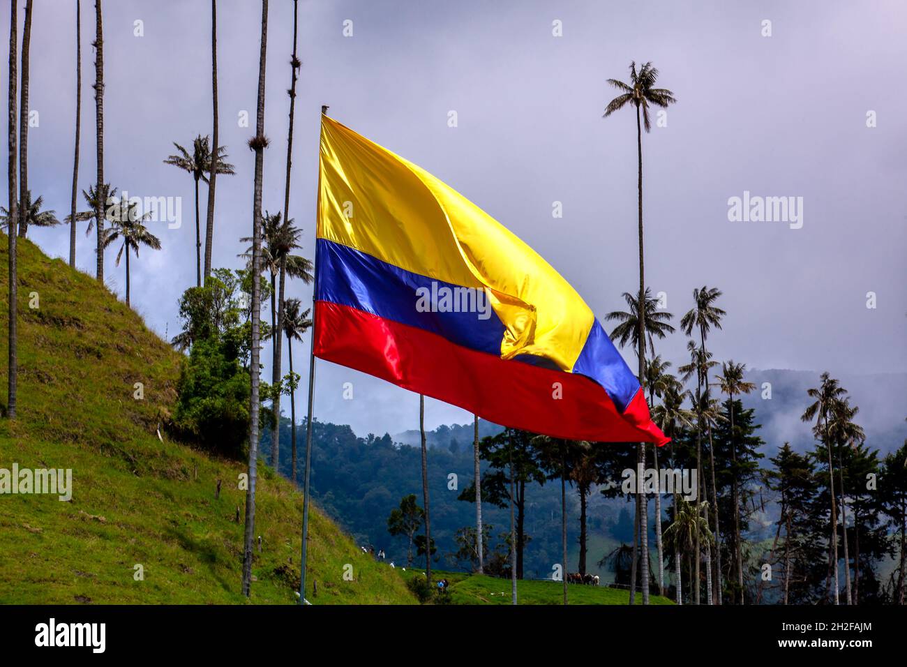 Colombian flag and the Colombian National tree, the Quindio Wax Palm at ...