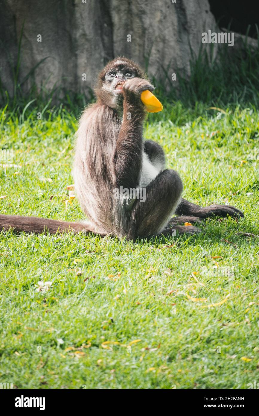 Monkey in a zoo eating mango Stock Photo - Alamy