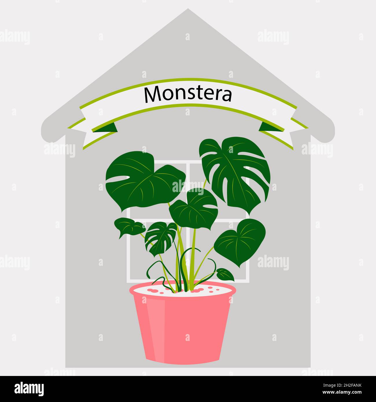 Monstera window leaf Stock Vector Images - Alamy
