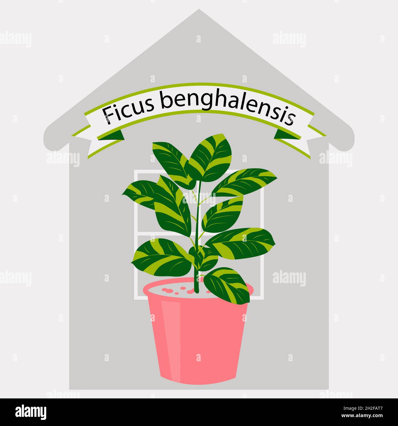 Indoor ficus flower in Stock Vector Images - Alamy