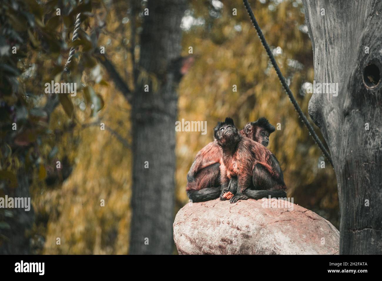 Monkey in a zoo Stock Photo - Alamy