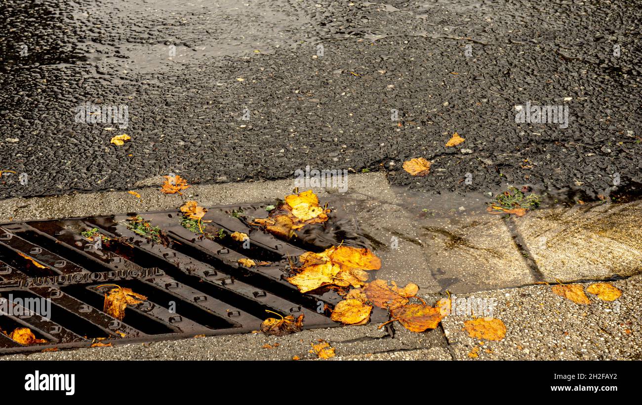 rainwater running into a sewer with some dried tree leaves next to the ...