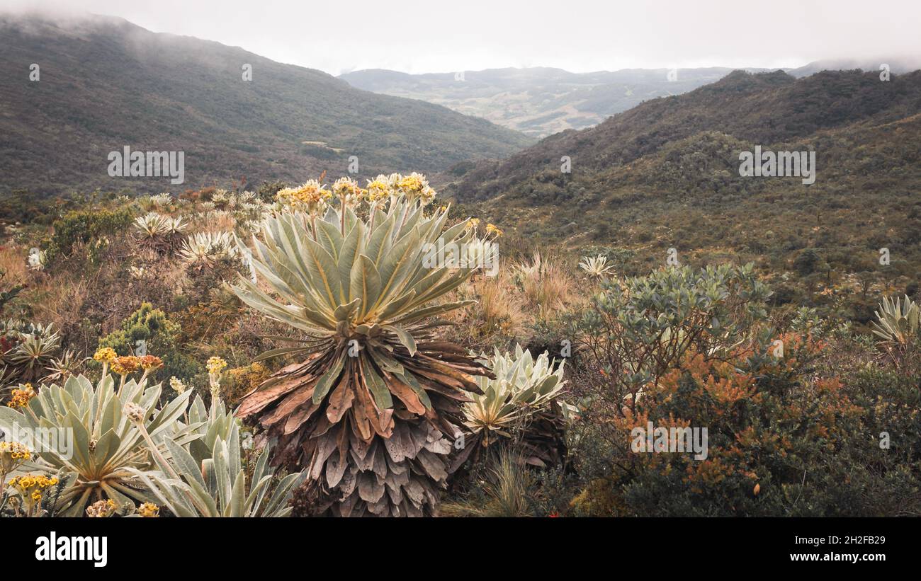 Landscapes of the Colombian paramos (alpine ecosystem of the Andes ...