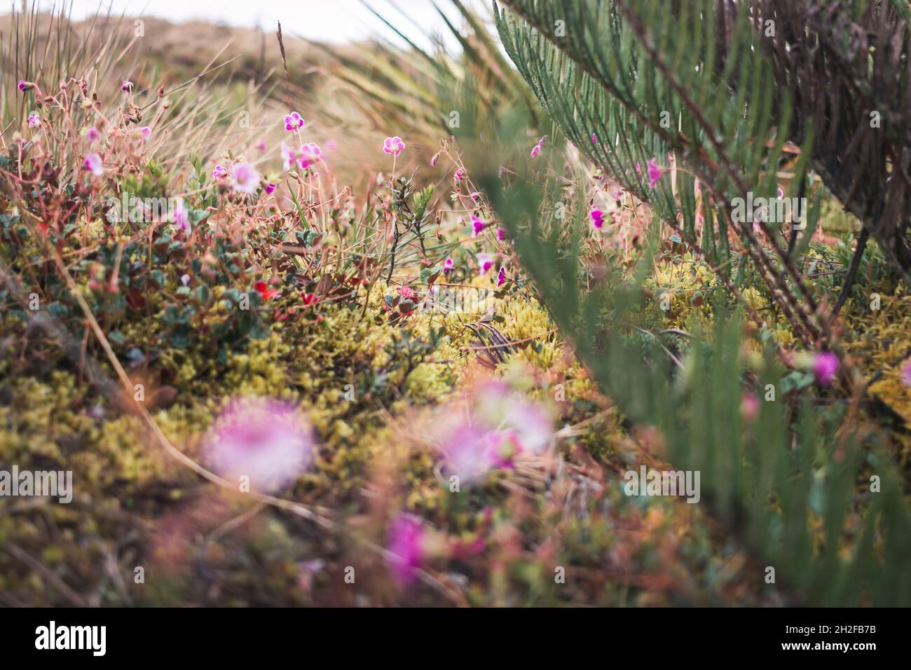 Purple flowers in nature Stock Photo - Alamy