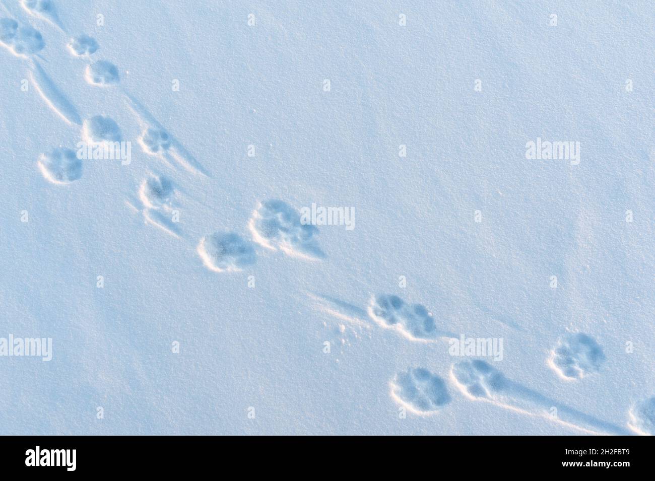 Dog paw prints hi-res stock photography and images - Alamy