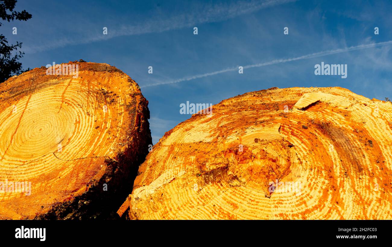 newly cut and stored trees for wood processing oozing sap Stock Photo ...