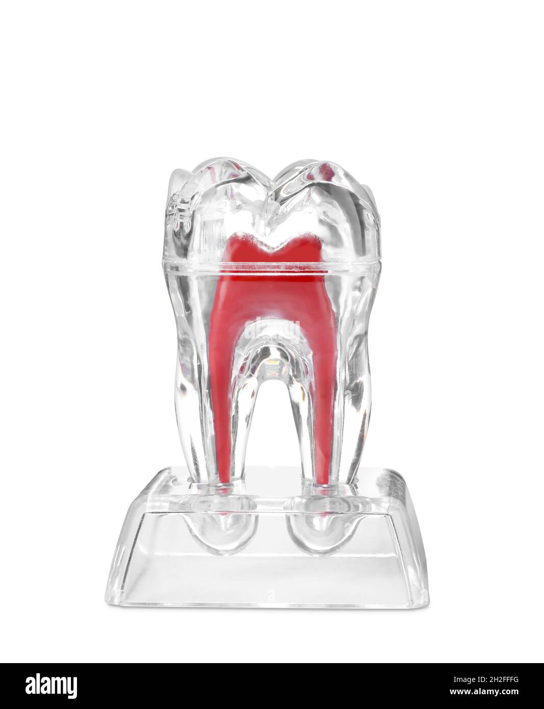 Plastic molar tooth model on white background. Medical item Stock Photo ...