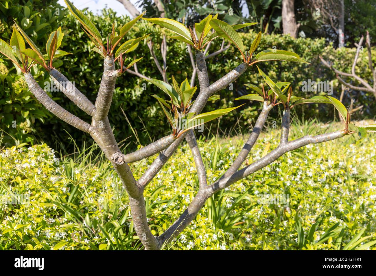 Frangipani in the garden hi-res stock photography and images - Alamy