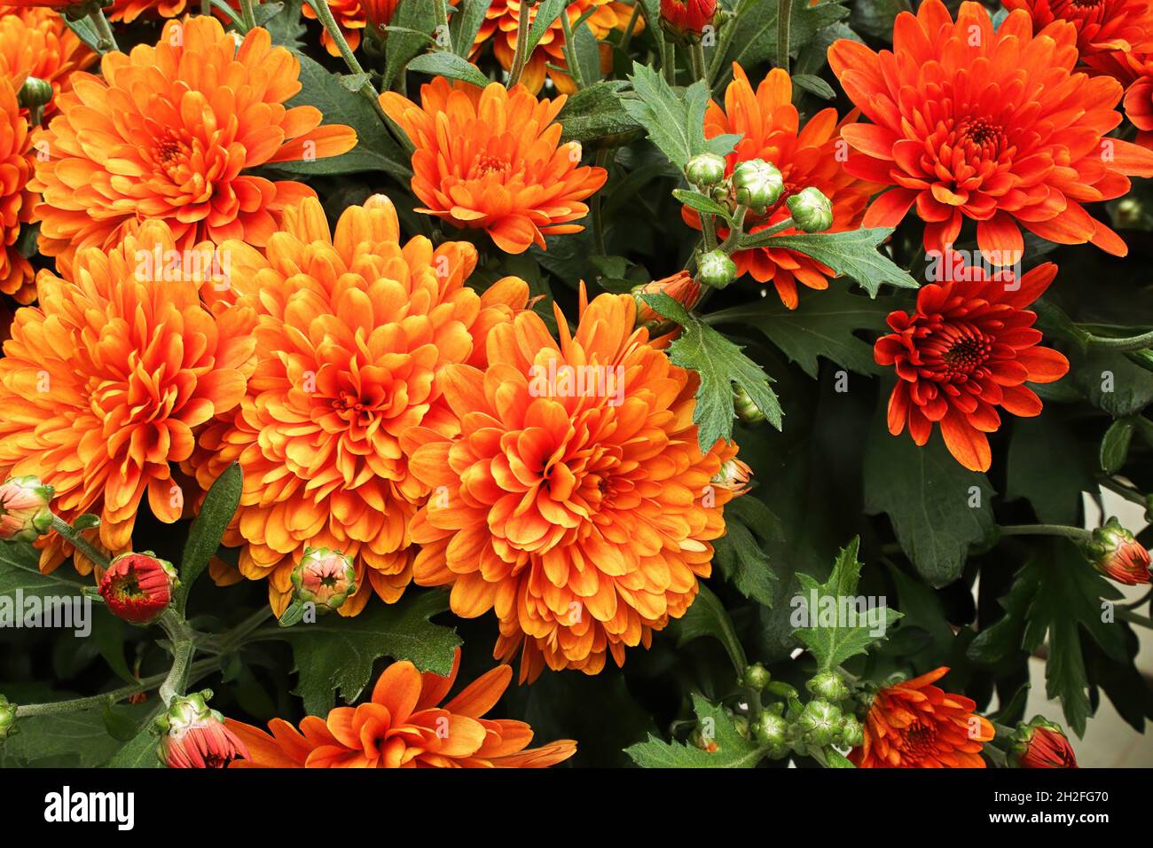 A background of orange garden mums growing Stock Photo - Alamy