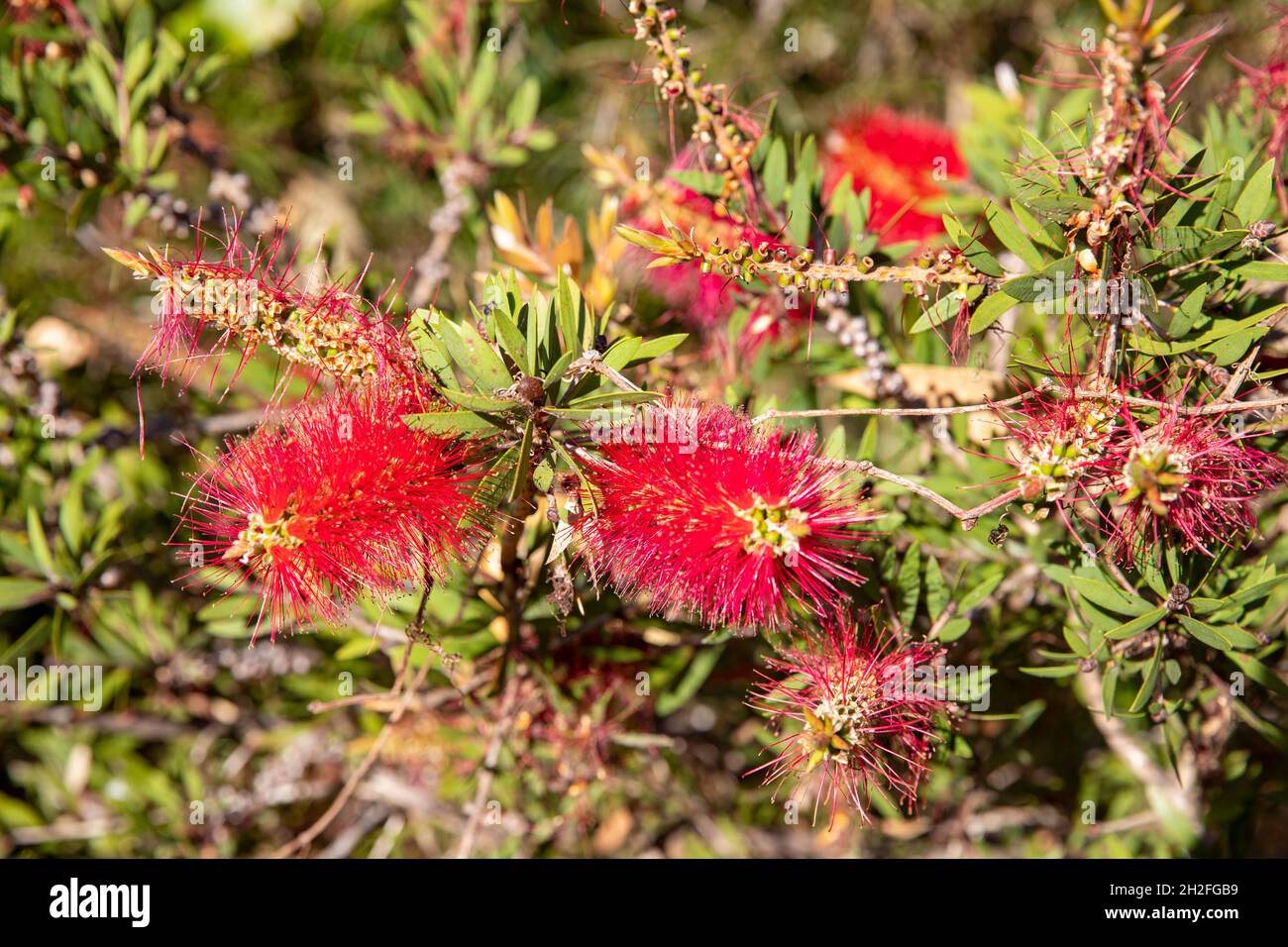 Callistemon viminalis, red flower weeping bottlebrush plant shrub in ...