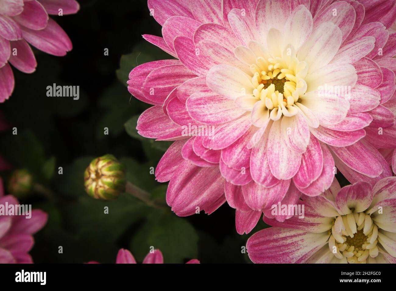 A background of a pink and white mum with yellow center Stock Photo - Alamy