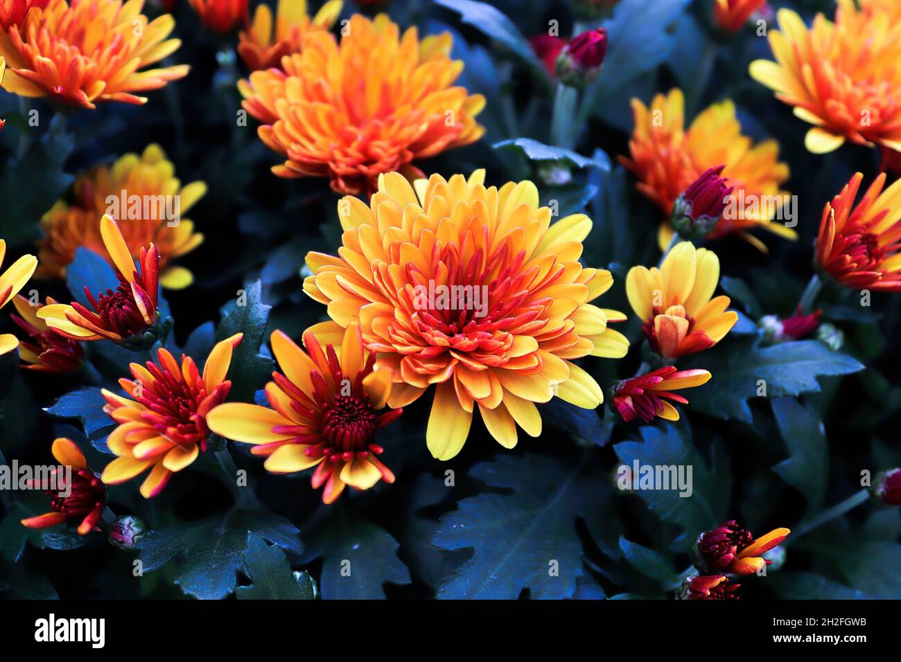 Closeup of yellow and orange garden mums with blue backgrounds Stock ...