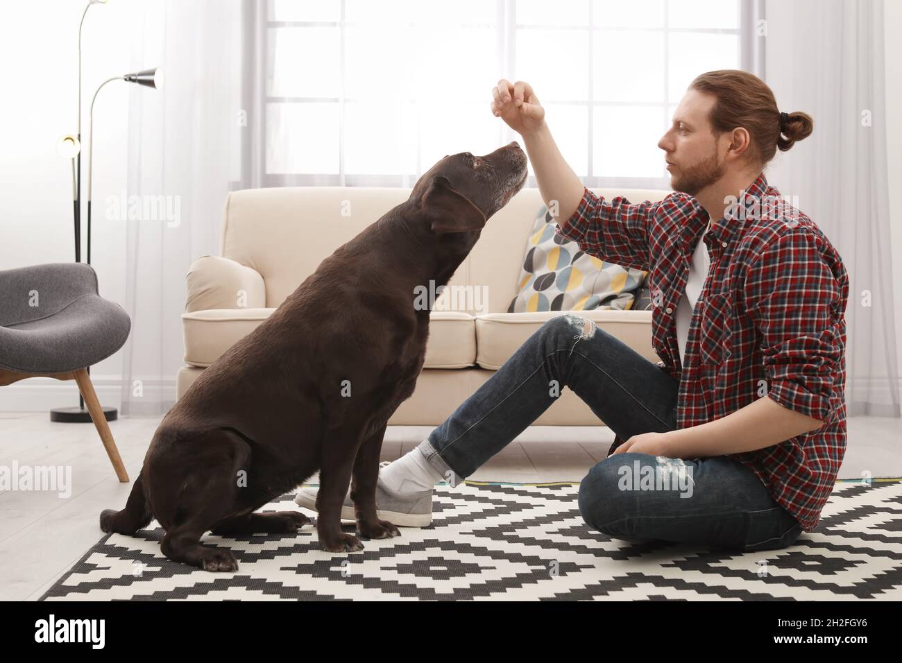 Adorable brown labrador retriever with owner at home Stock Photo - Alamy