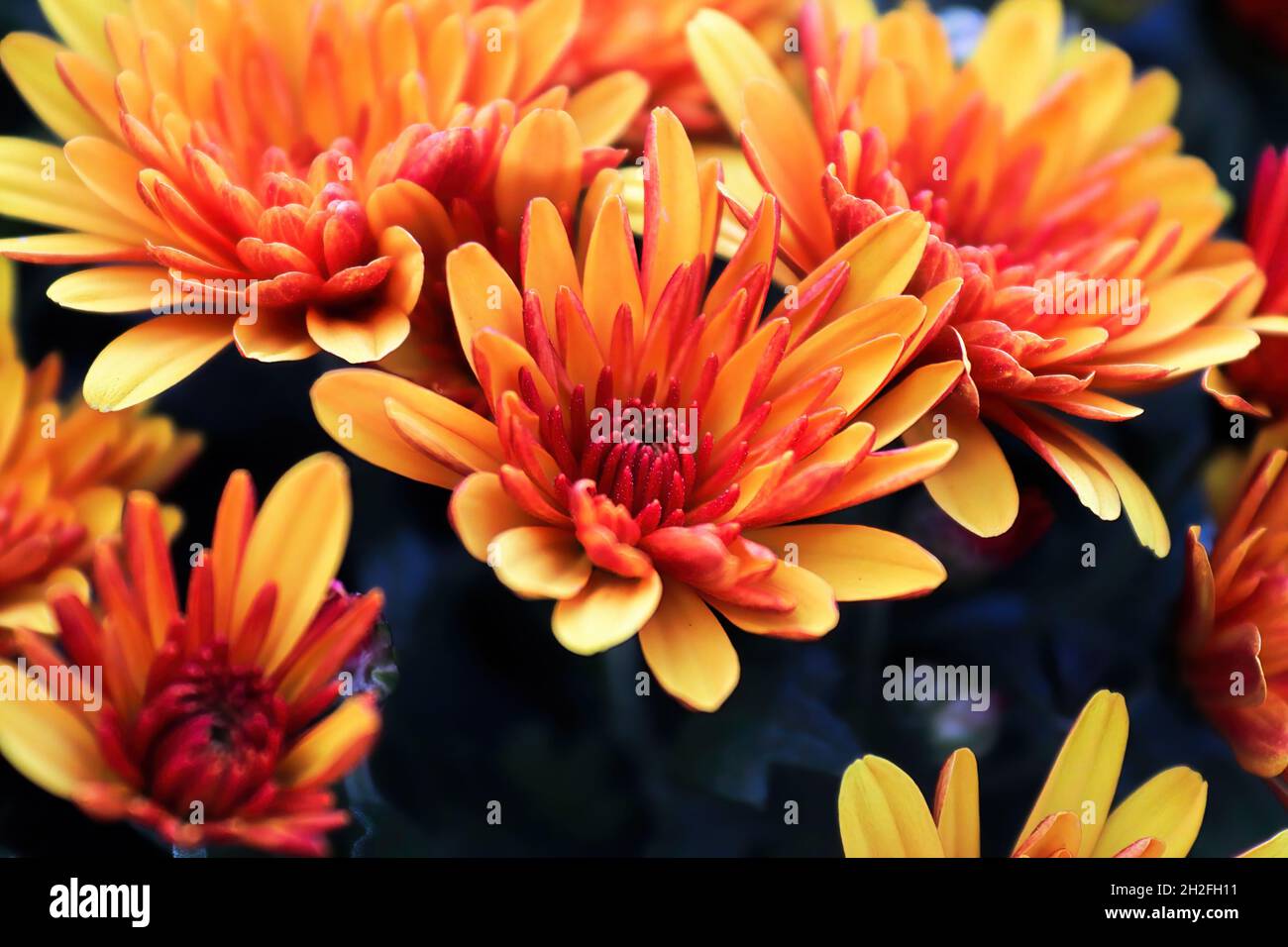 Closeup of yellow and orange garden mums with blue backgrounds Stock ...