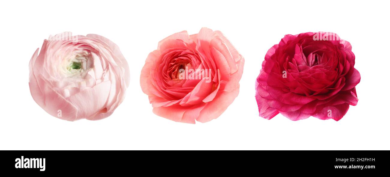 Set of beautiful ranunculus flowers on white background Stock Photo - Alamy