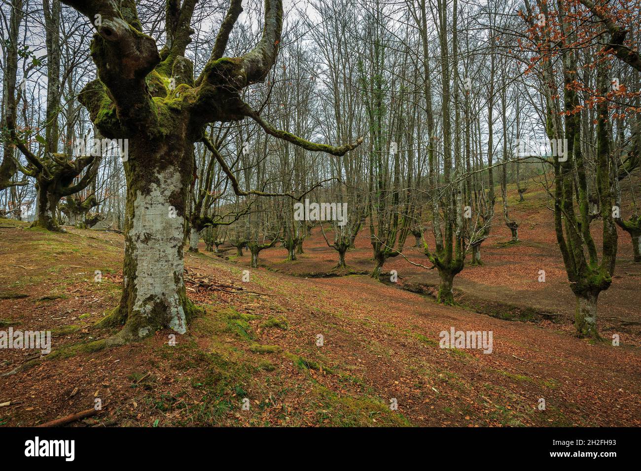 Gorbea national park hi-res stock photography and images - Alamy