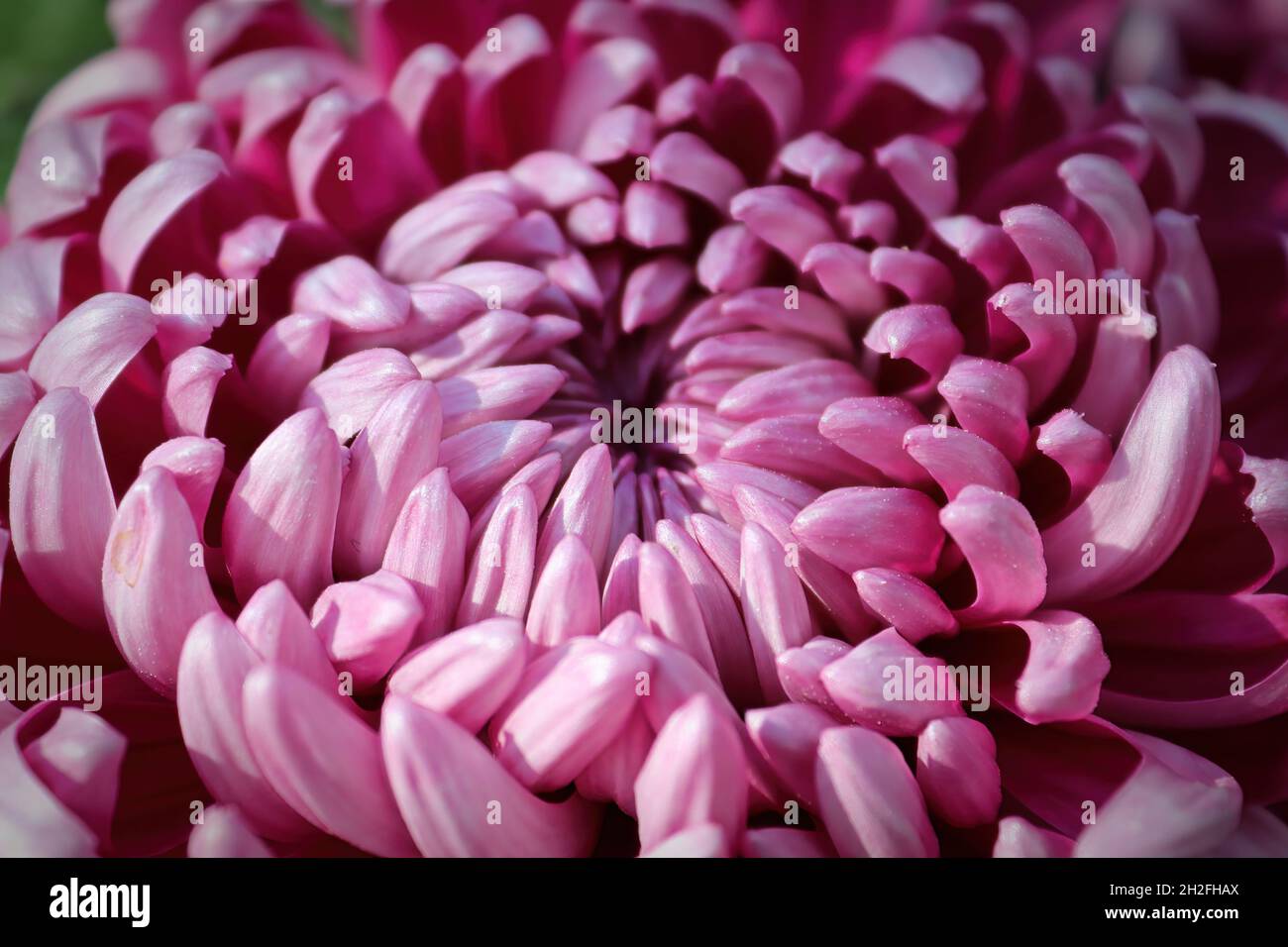 Macro of pink spider disbud garden mums Stock Photo - Alamy
