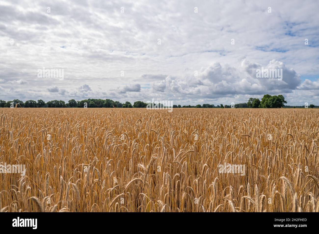 Great golden wheat field at borgfelder wümmewiesen, biggest nature ...