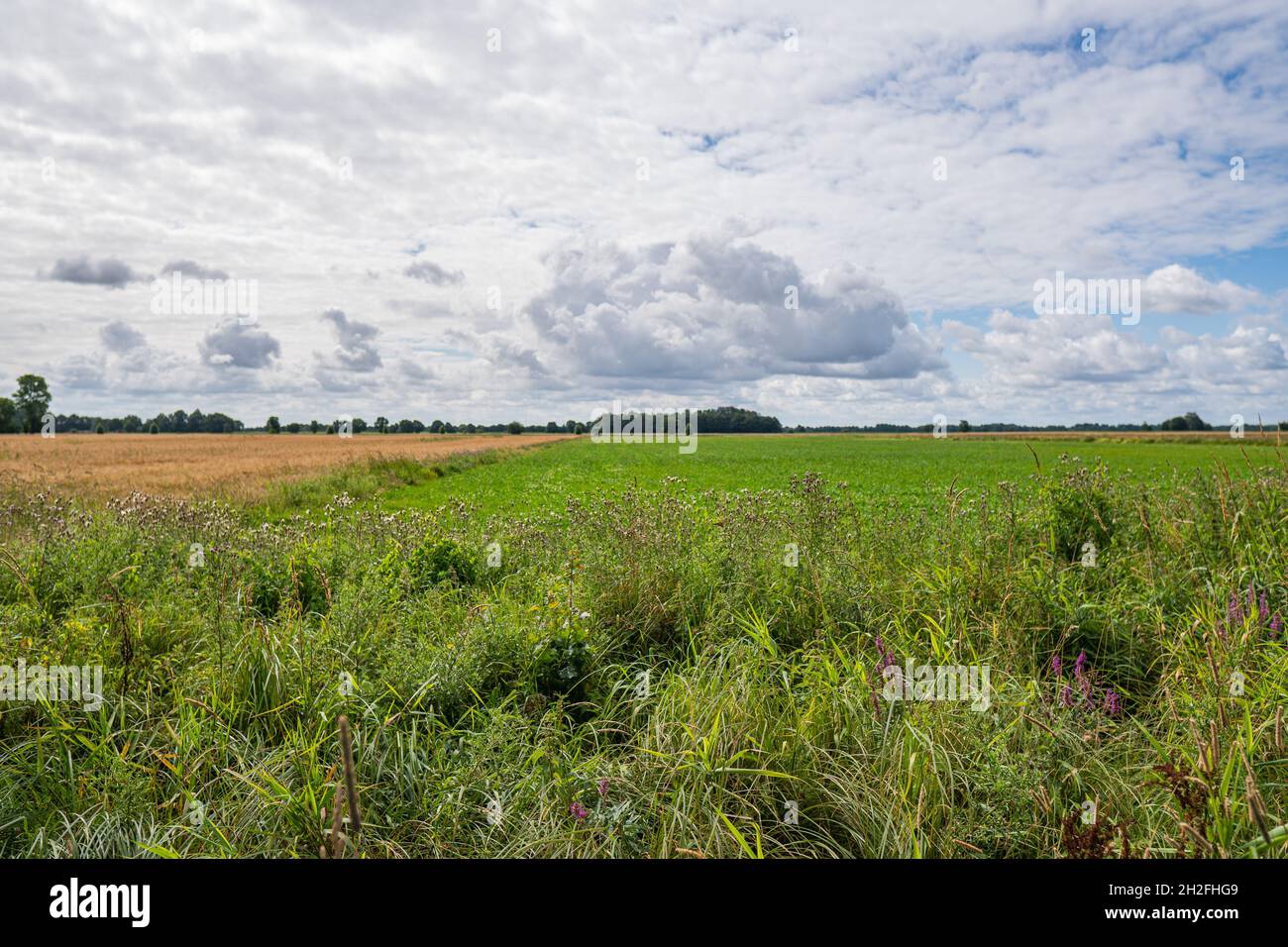 Great green grass field with white sky at borgfelder wümmewiesen ...