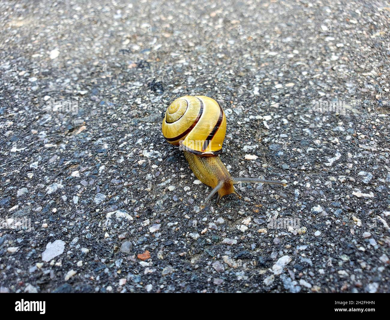 Yellow slug on the ground Stock Photo - Alamy