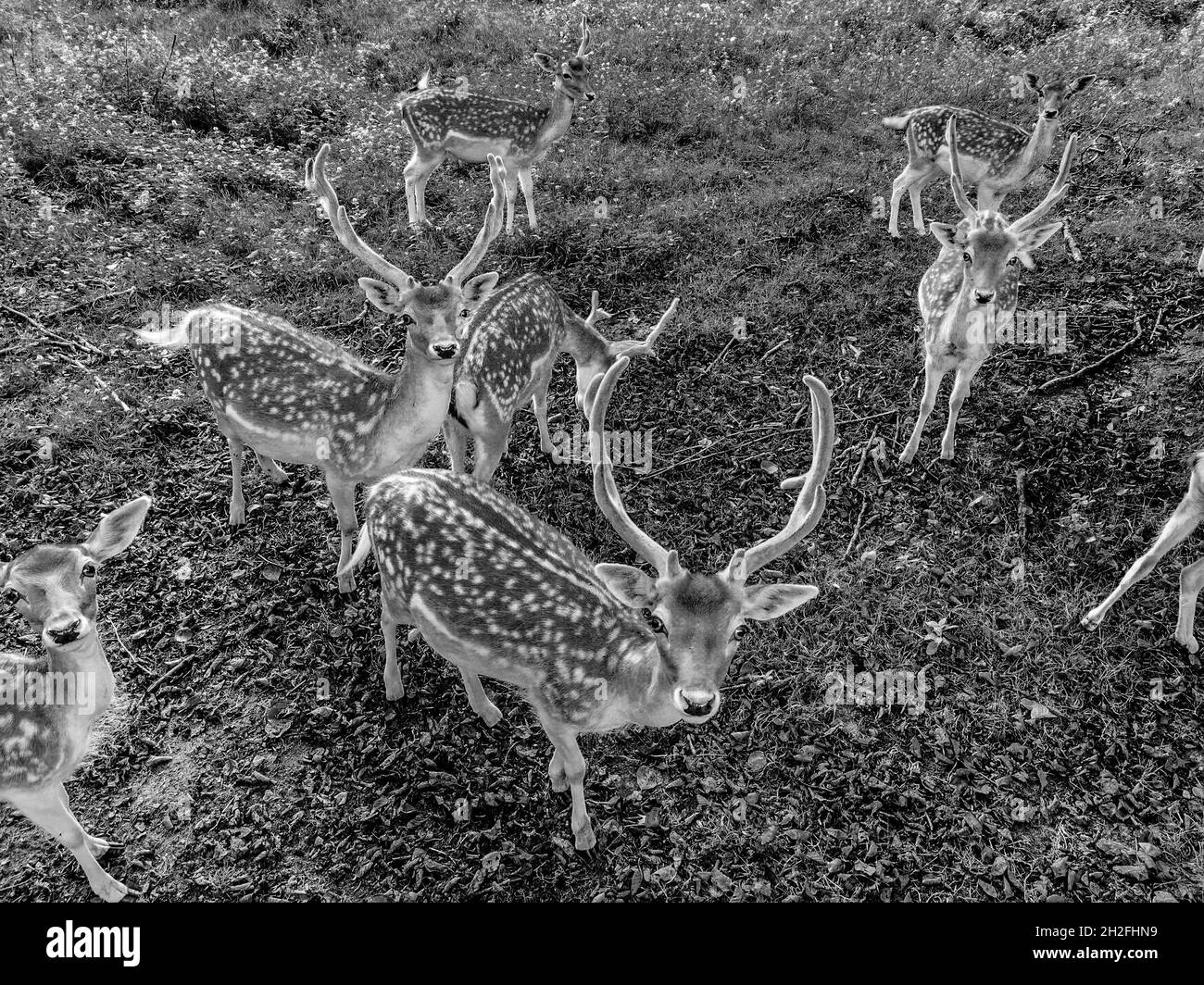 Grayscale of fluffy deers Stock Photo - Alamy