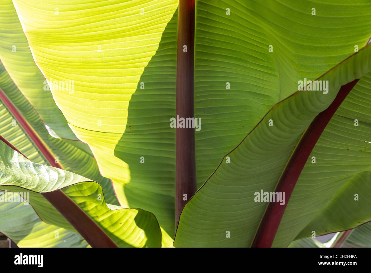Palm spine hi-res stock photography and images - Alamy
